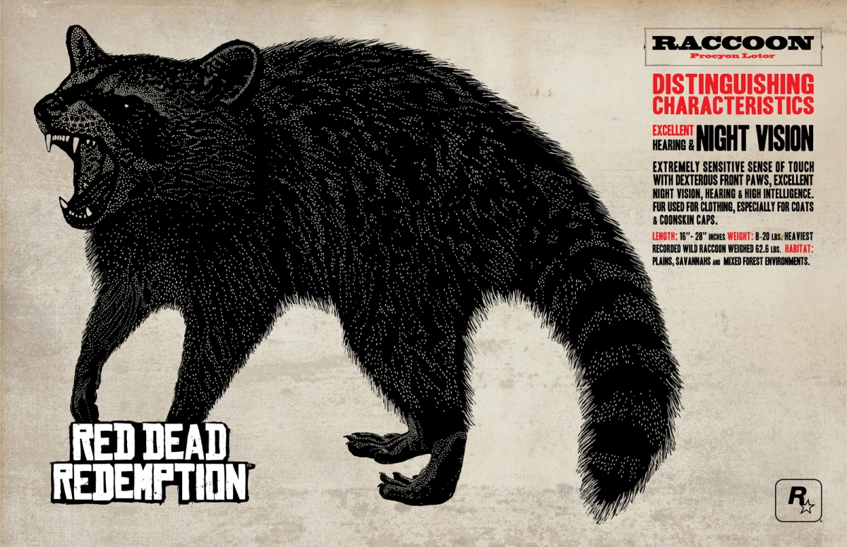 Raccoon Info